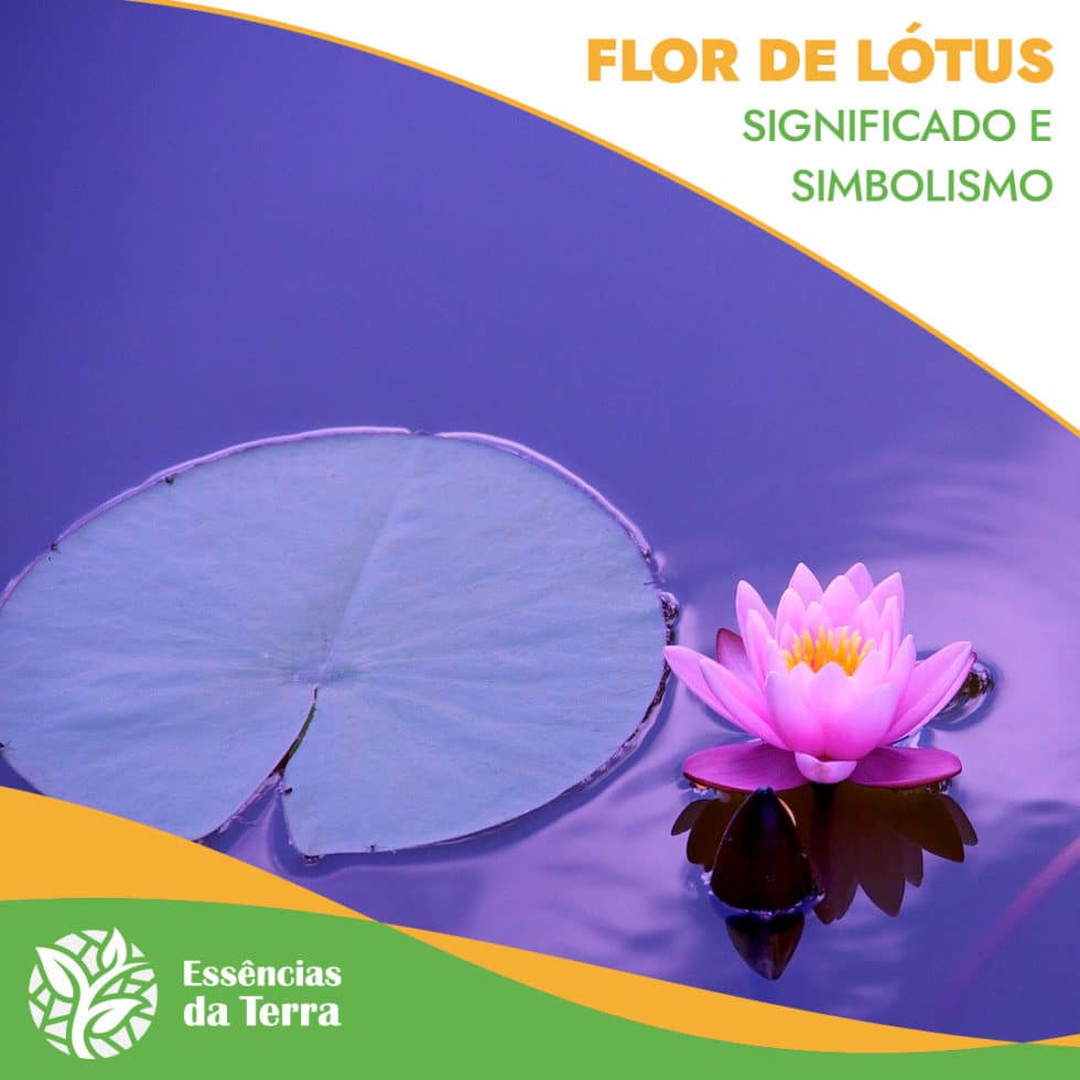 Flor de lótus: significado e simbolismo