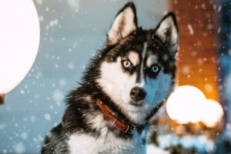 Animal de Poder: PANTERA NEGRA - O totem da proteção - Xamanismo