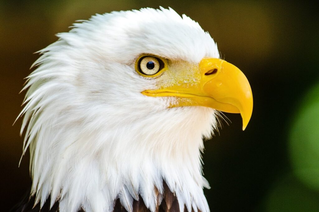 Animal de Poder: DRAGÃO - O totem da força - Xamanismo