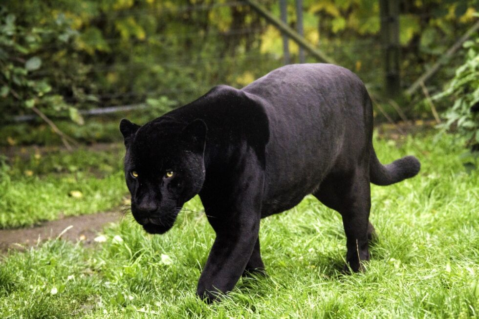 Animal de Poder: PANTERA NEGRA - O totem da proteção - Xamanismo