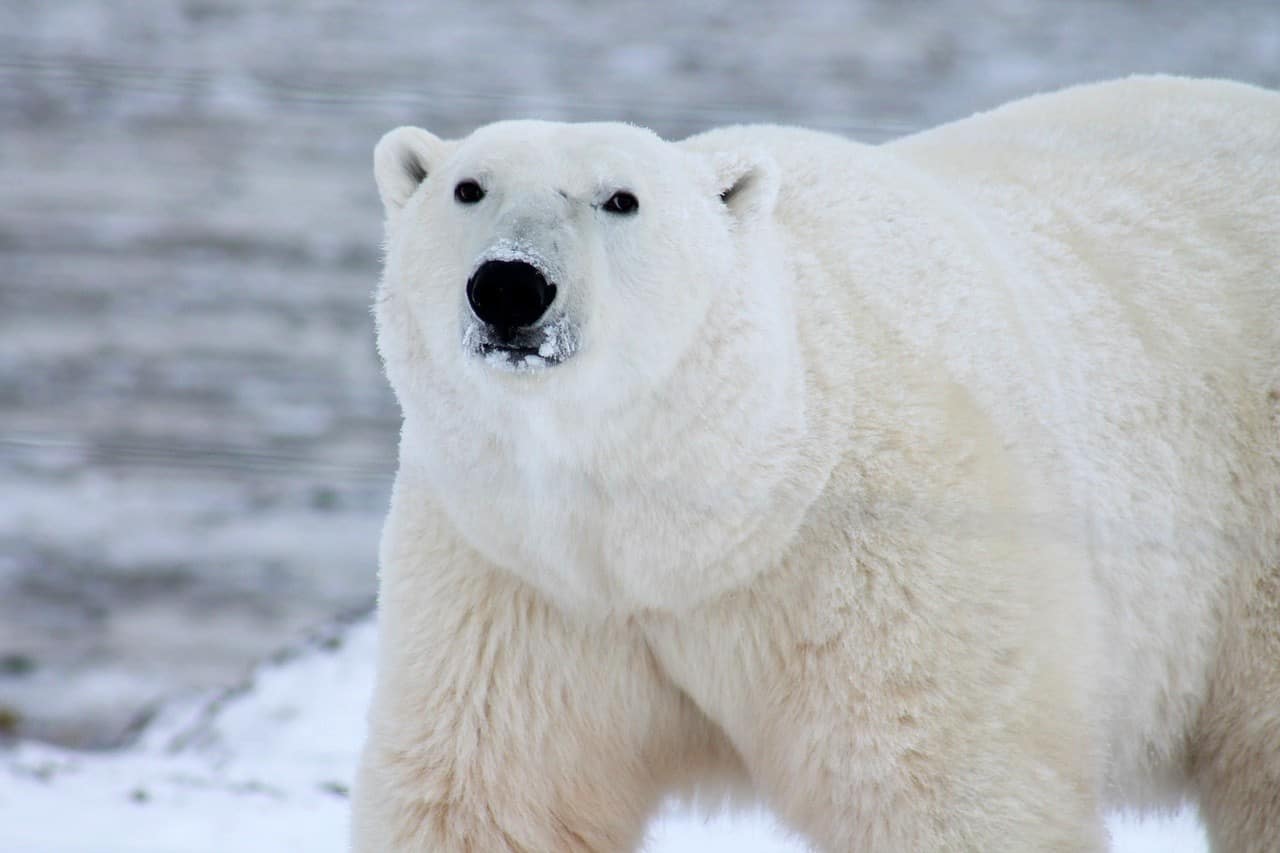 Animal de Poder: URSO - O totem da confiança - Xamanismo
