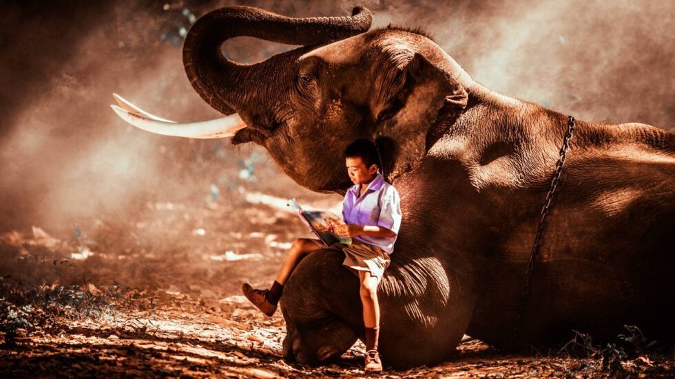 Animal de Poder: ELEFANTE - O totem da sabedoria - Xamanismo