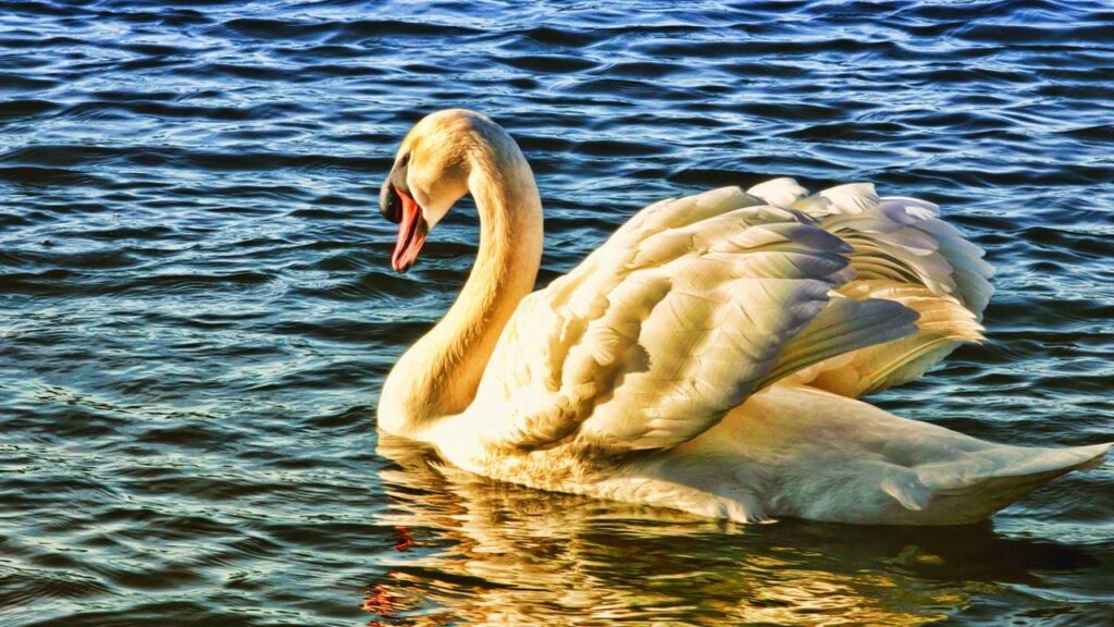 Animal de Poder: PANTERA NEGRA - O totem da proteção - Xamanismo
