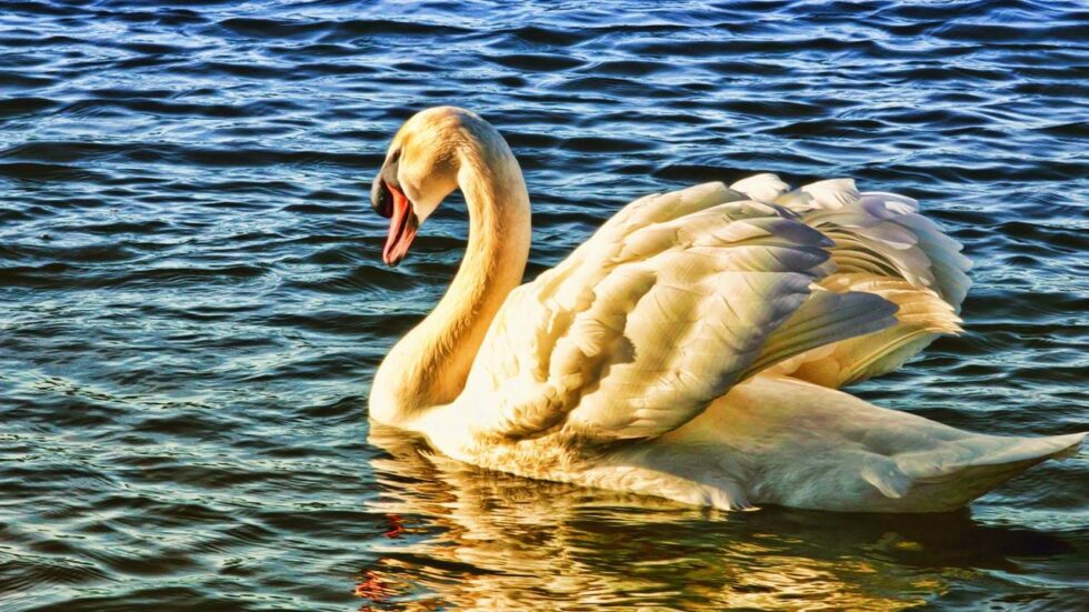Animal de Poder: PANTERA NEGRA - O totem da proteção - Xamanismo