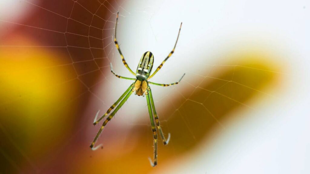 Animal de Poder: PANTERA NEGRA - O totem da proteção - Xamanismo