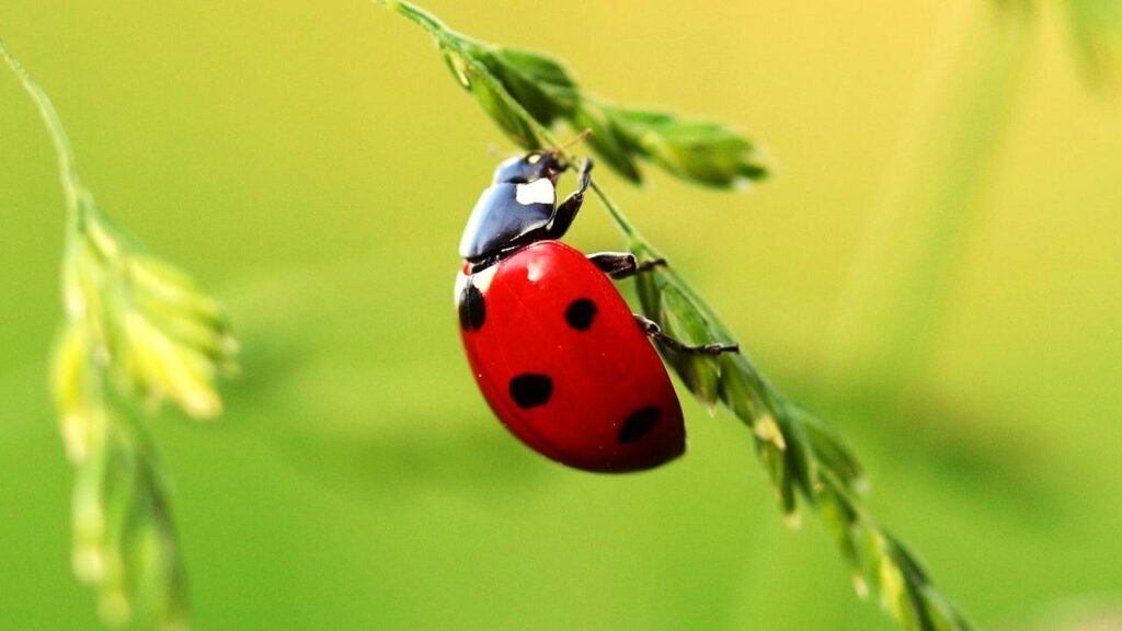 Animal de Poder: PANTERA NEGRA - O totem da proteção - Xamanismo