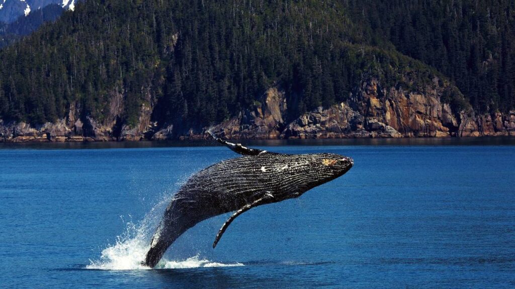 Animal de Poder: PANTERA NEGRA - O totem da proteção - Xamanismo