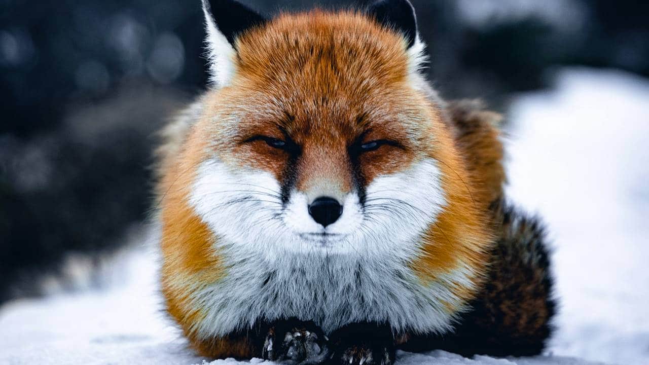 Sonhar com RAPOSA: É bom ou ruim? Qual o significado?